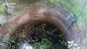 Deadly snake is rescued from well in central India by brave officials ...