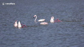 Flamboyance of flamingos 'practise' their Olympic synchronised swimming ...