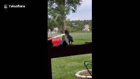 HILARIOUS dancing PARROT goes viral, fans can't get enough of his funky ...