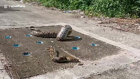 Bloated python stuck awkwardly in manhole cover rescued in Thailand ...
