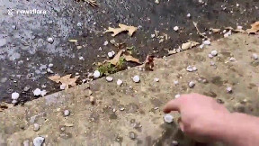 Maryland slammed with marble-sized hail (video) - ItemFix
