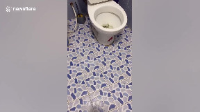 Creepy centipede swims on toilet bowl before being flushed down (video ...