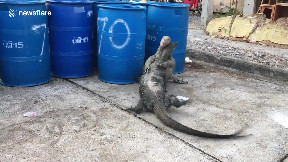Godzilla monitor lizards wrestle outside house in Thailand (video ...
