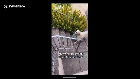 Hard-working golden retriever dog from Canada helps owner bring the ...