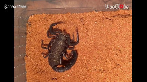 Skin-crawling timelapse shows scorpion shedding exoskeleton (video ...