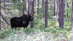 Curious moose wanders up to camera tripod and gives it a sniff (video ...