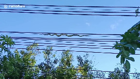 Snake stuck on electricity power lines rescued in Thailand (video ...