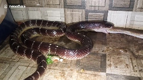 Freaky! Snake eats another in amazing viral clip (video) - ItemFix