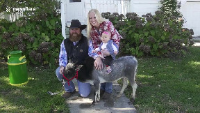 The world's smallest bull stands at under 70-centimetres-tall (video ...