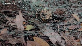 Frog entangled in fishing netting is cut free by rescuer in southern ...