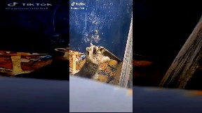 What a Clever Raccoon (video) - ItemFix