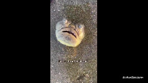 A stargazer fish (video) - ItemFix